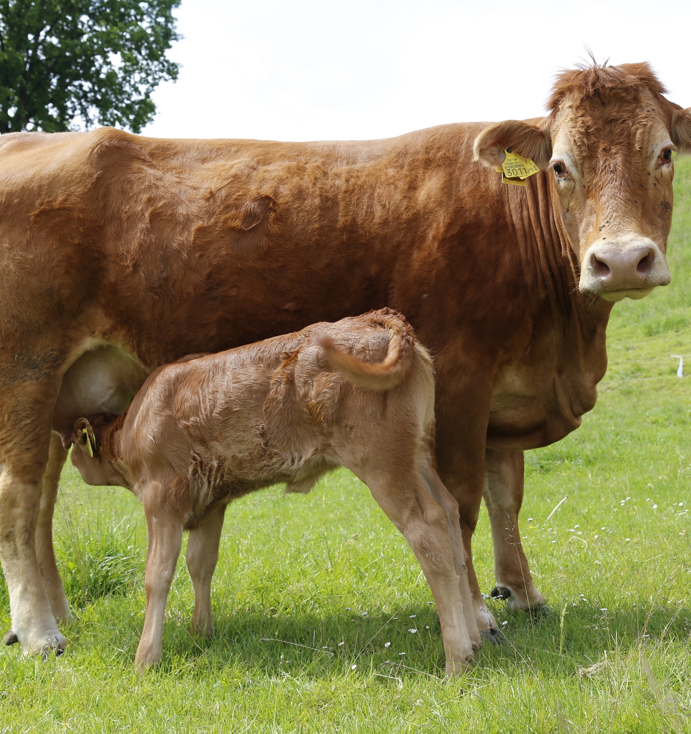 Mutterkühe und Wanderer: Abstand gibt Sicherheit