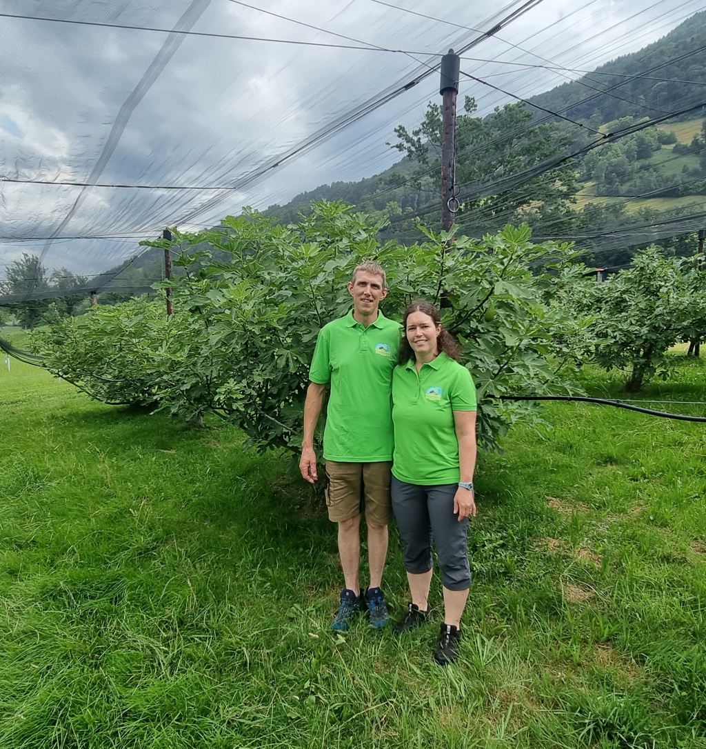 Frische Schweizer Feigen: Die einzige Schweizer Produzentenfamilie