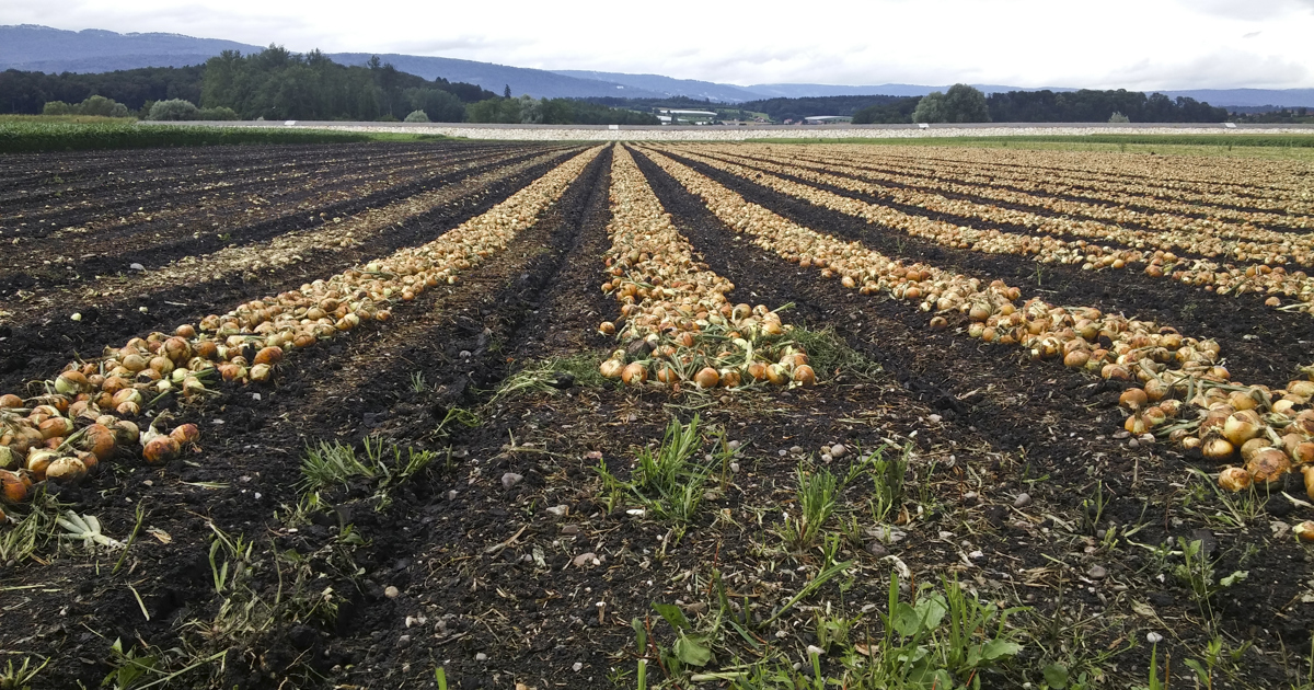 Die Zwiebel in der Krise