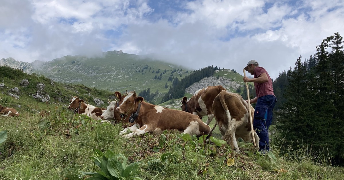 Stressfrei zur Topqualität: Menschlicher Kontakt beeinflusst die ...
