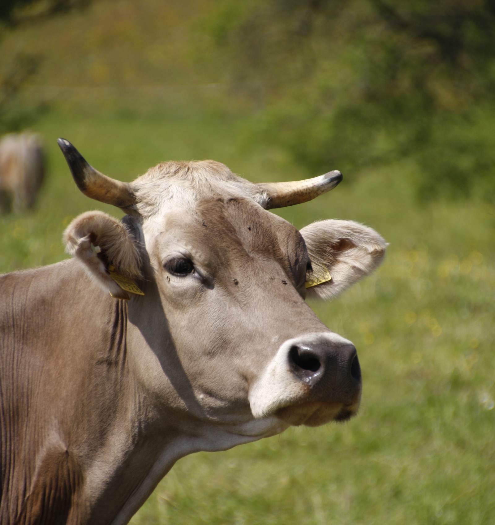 «Die braune Kuh steht für nachhaltige Schweizer Milchproduktion»