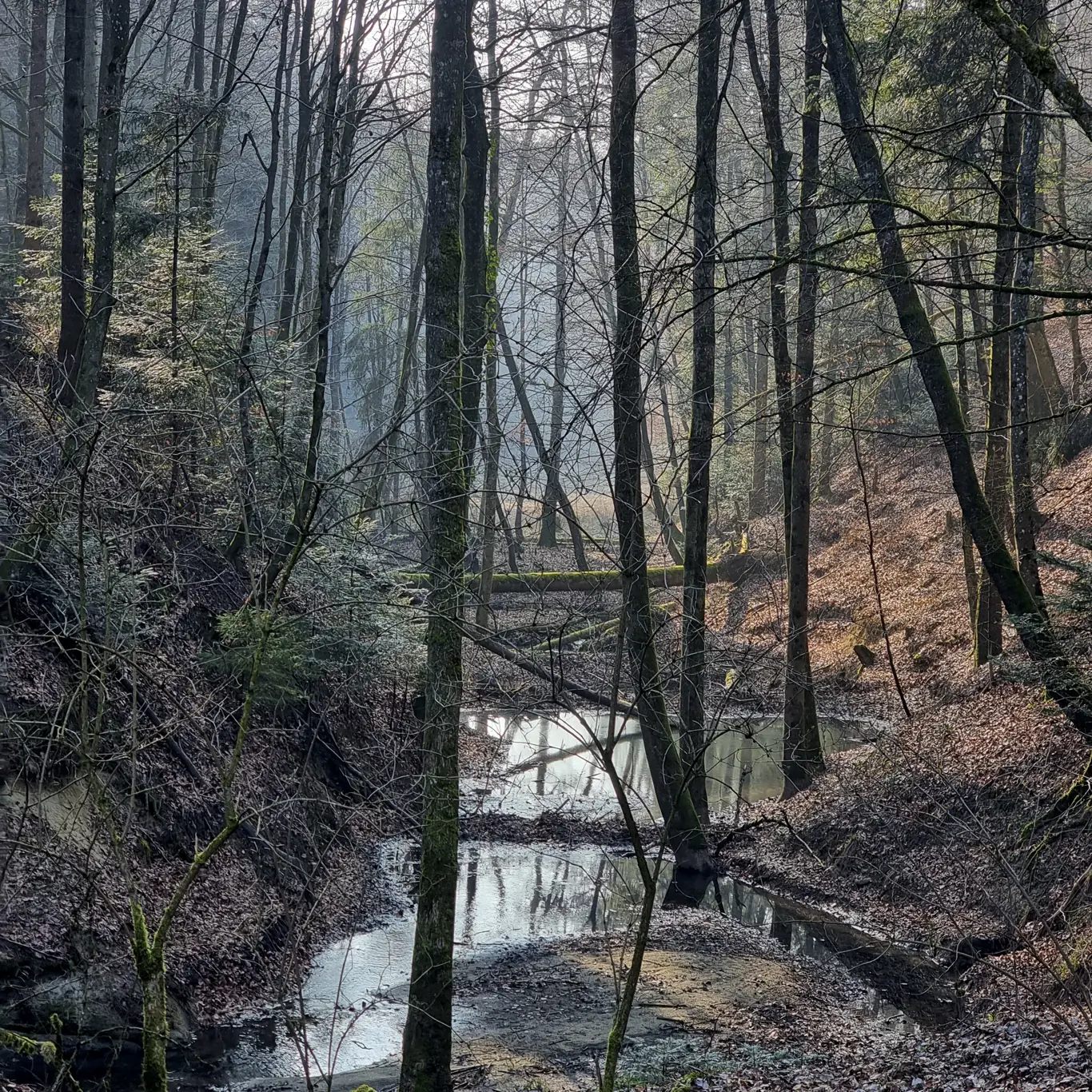 Wald