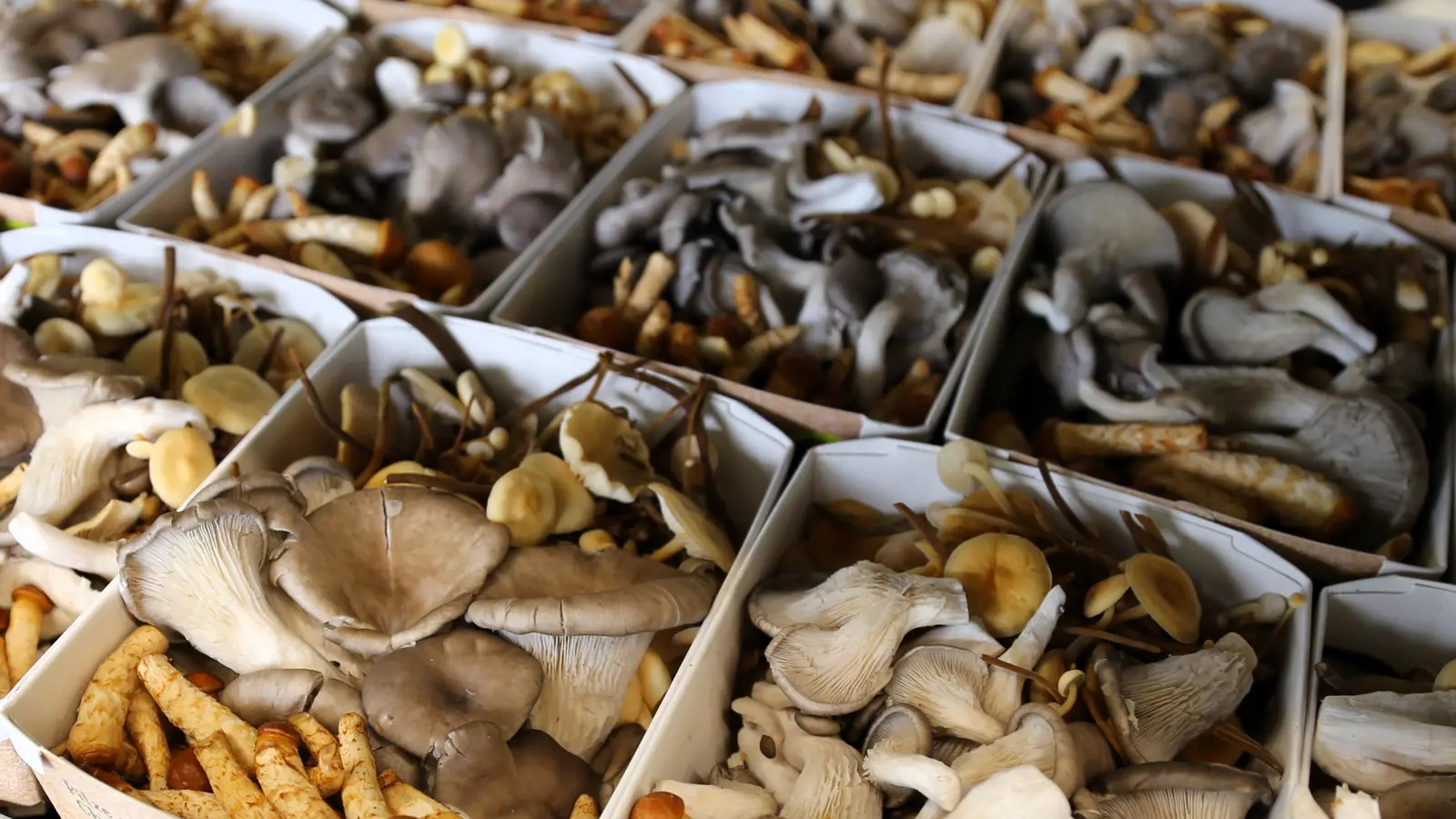 Infografik: Schweizer Edelpilzproduktion