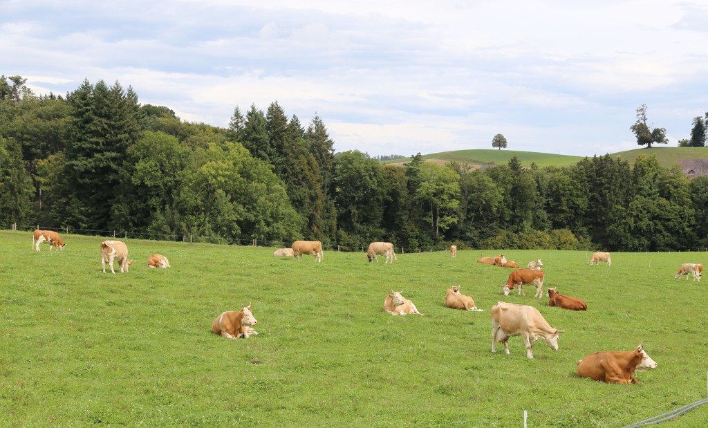 Simmentaler-Betriebe laufen rund