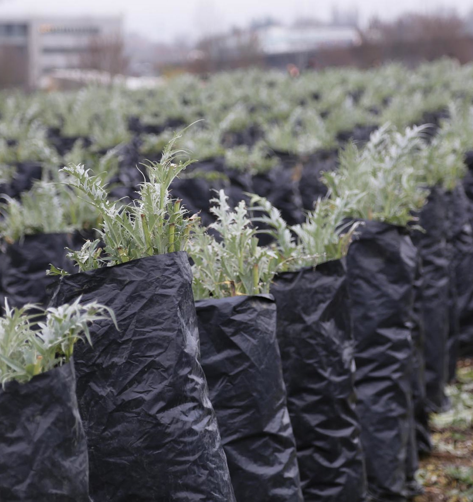 Kardy: Geheimtipp aus der Westschweiz