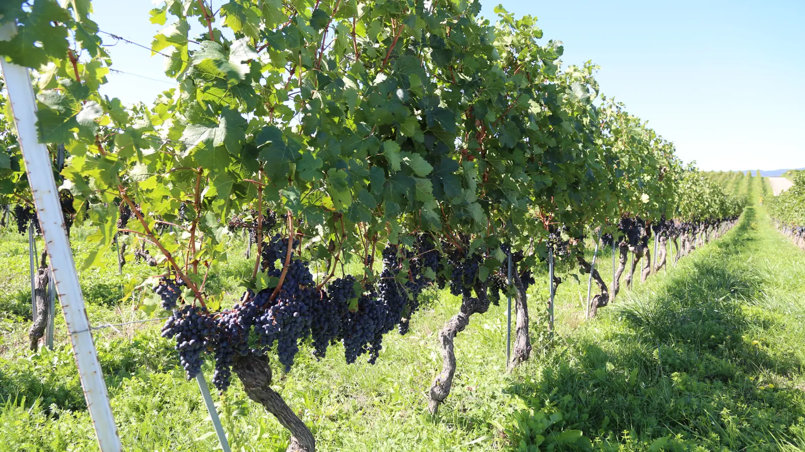 Broschüre: Trauben und Reben