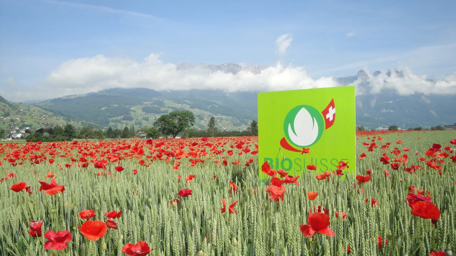 Von 10 auf 47 Hektaren: Der Anstieg des Bio-Knoblauchanbaus in der Schweiz