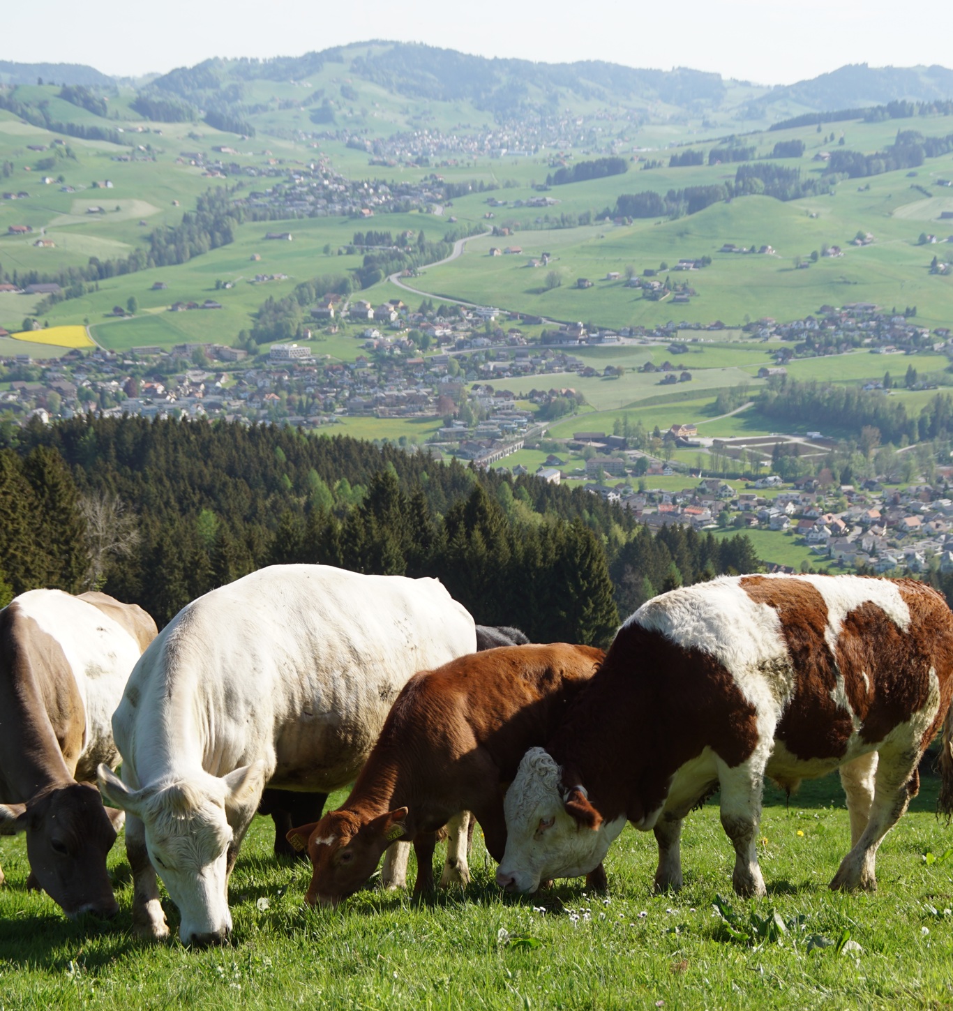 Kurze Transportwege dank Regio-Rind